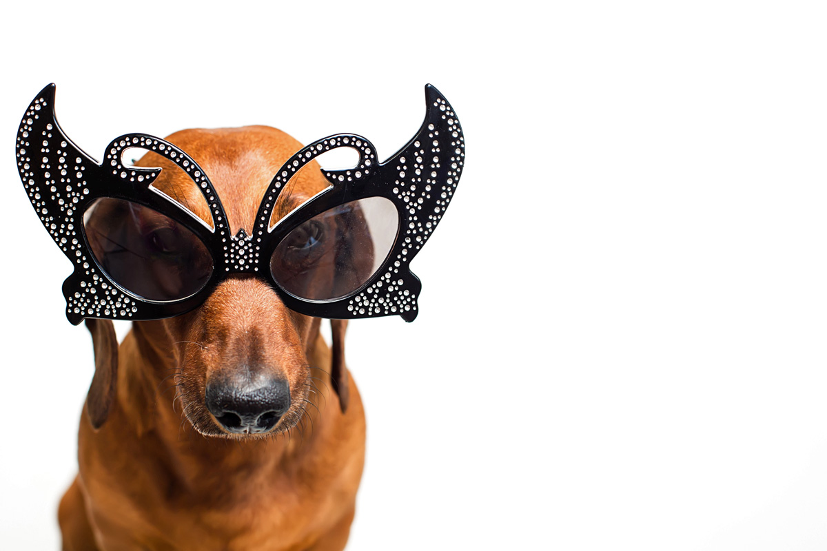 Picture of Dachshund Dog Wearing Rhinestone Studded Glasses | Dog ...